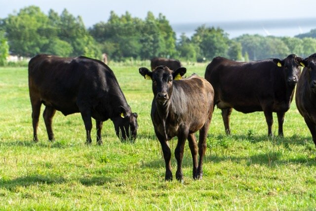 Die Faszination um das begehrteste Wagyu-Rind - Welche Rassen gibt es