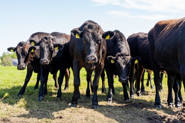Wagyu-Rind: Exklusives Fleisch für köstlichen Geschmack